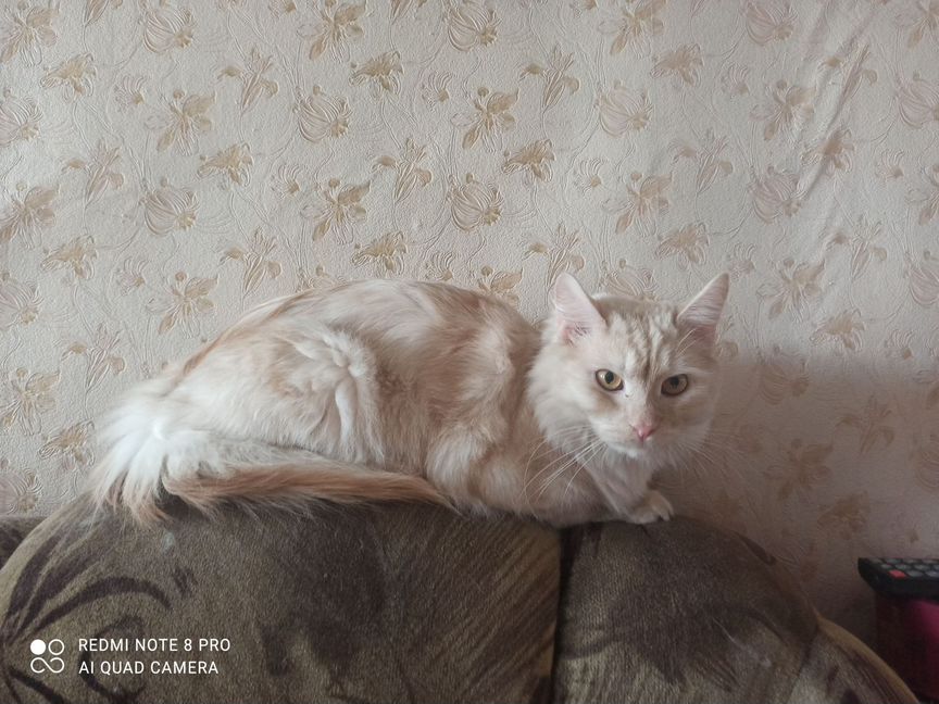 Кот мейн-кун
