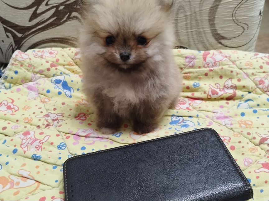 Щенки немецкого шпица