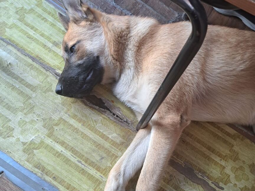 Собака в добрые руки