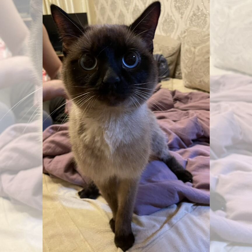 Найден сиамский кот