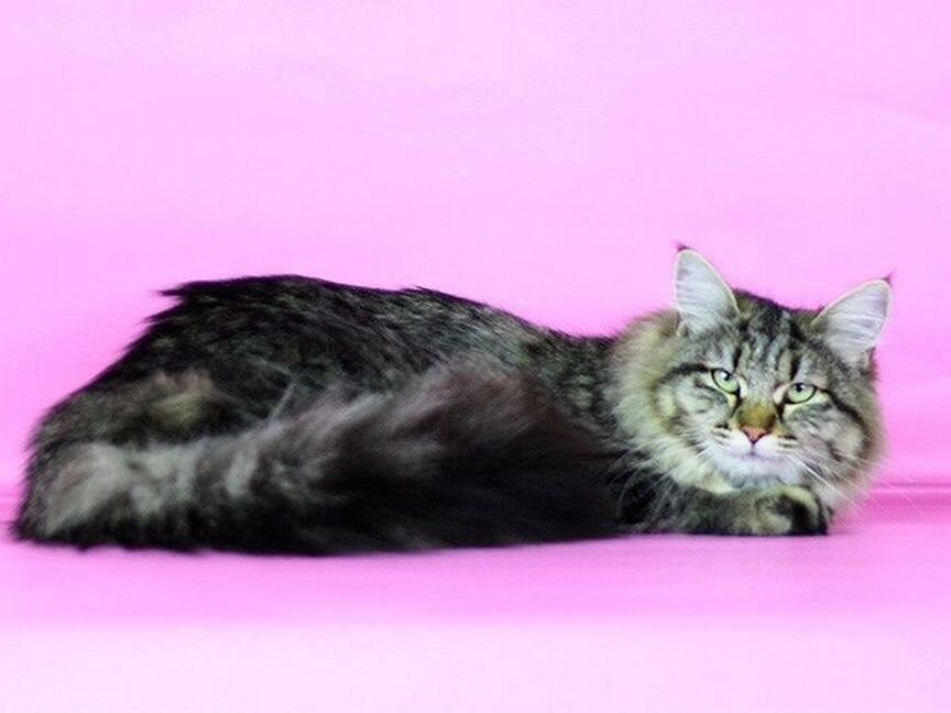 Сибирская кошка Яша из питомника в добрые руки