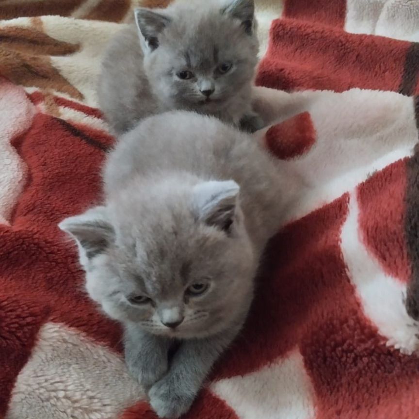 Продам котят британцев