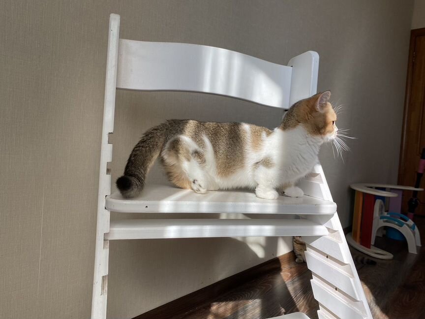 Котик манчкин (красавчик)