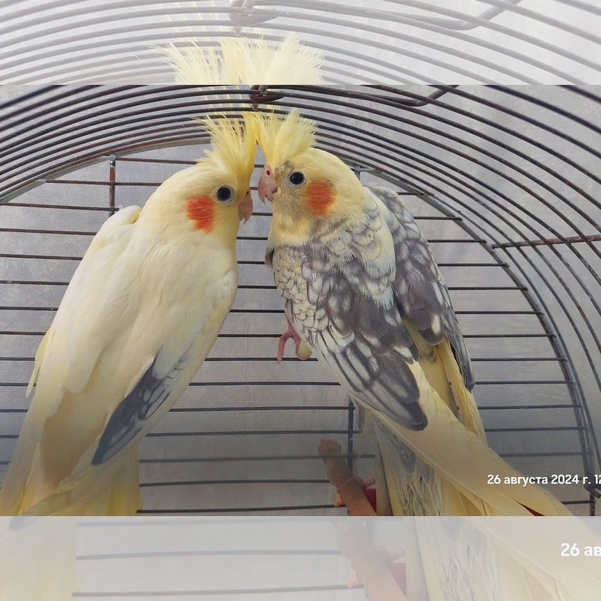 Попугай корелла молодой птенец