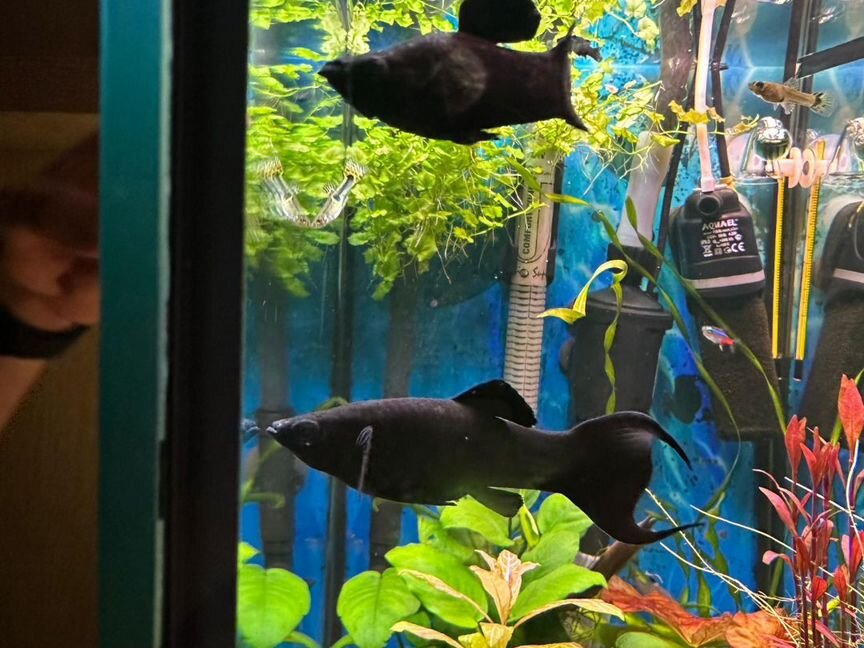 Моллинезия черная