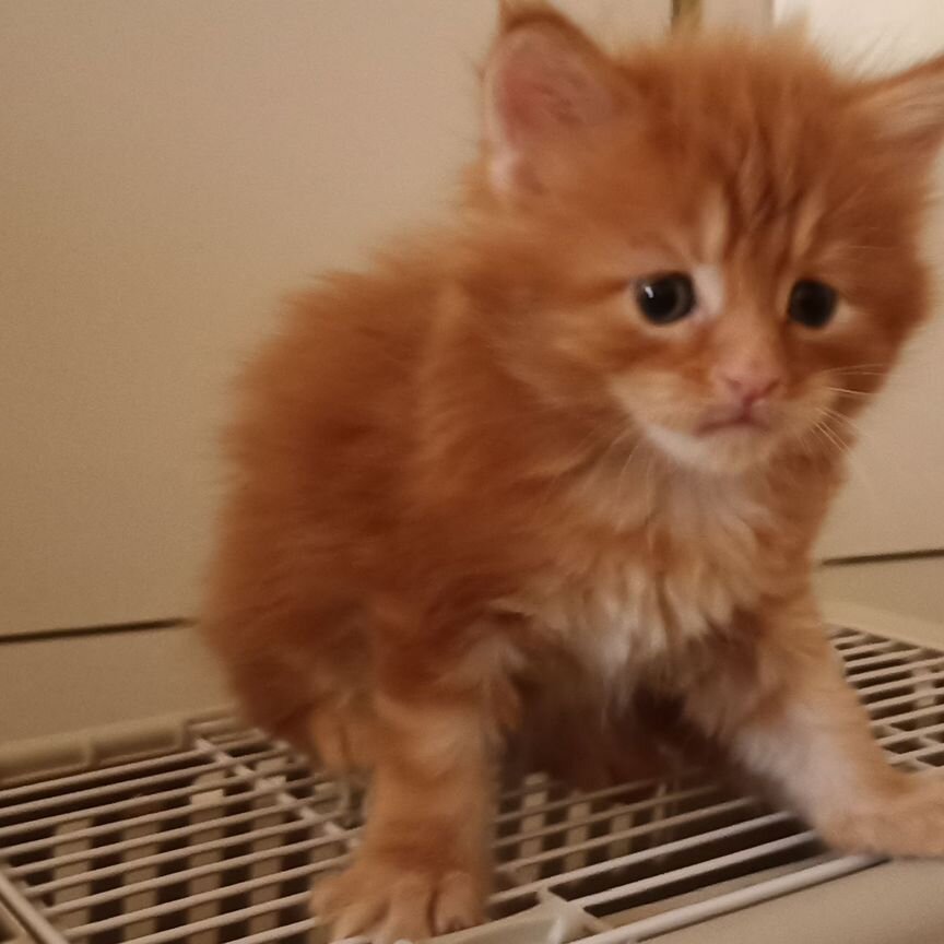 Котёнок Мейн-Кун