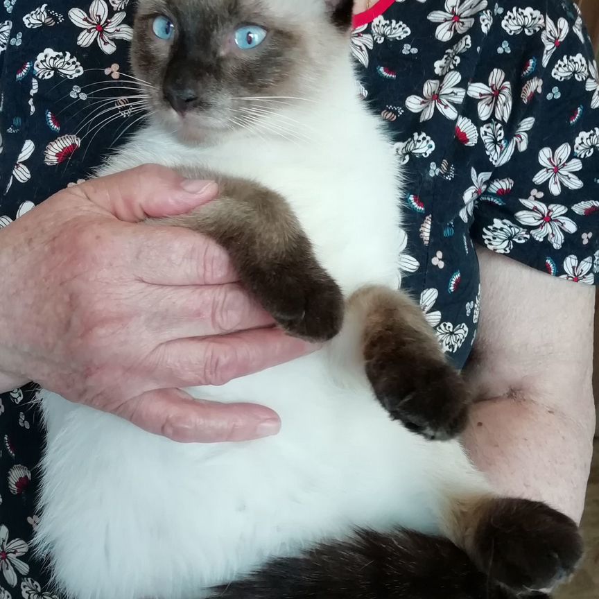 Котенок