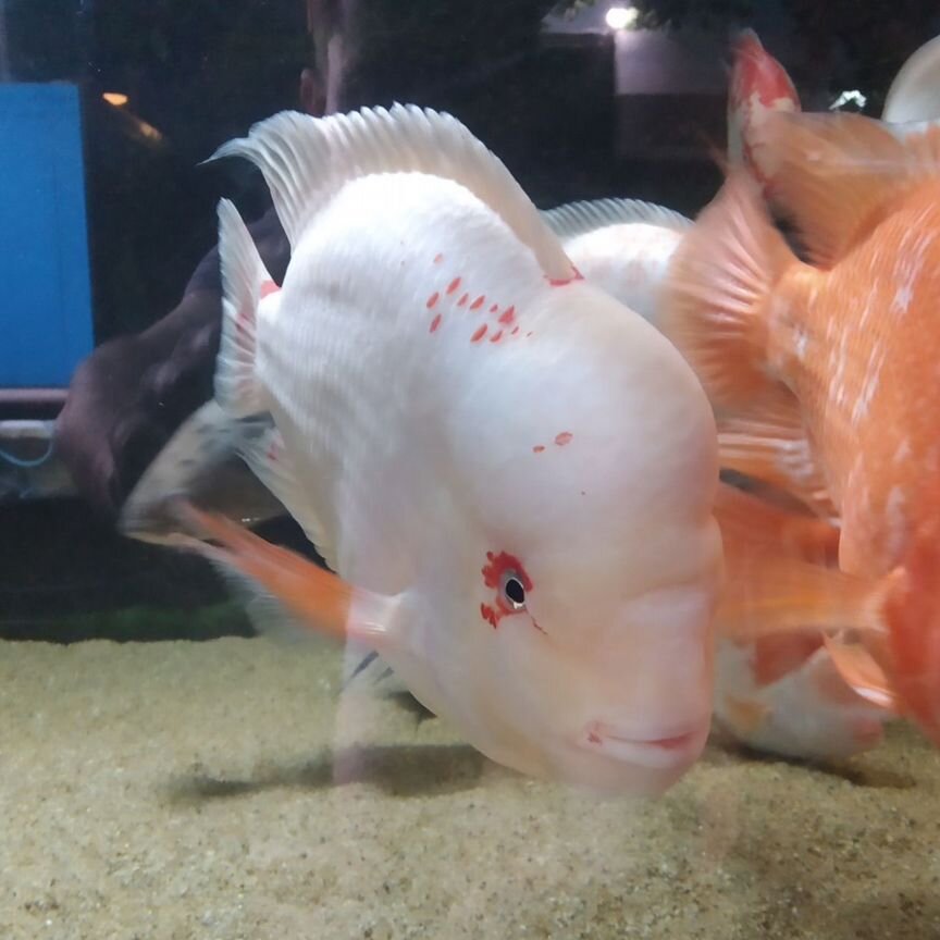 Рыбы для больших банок