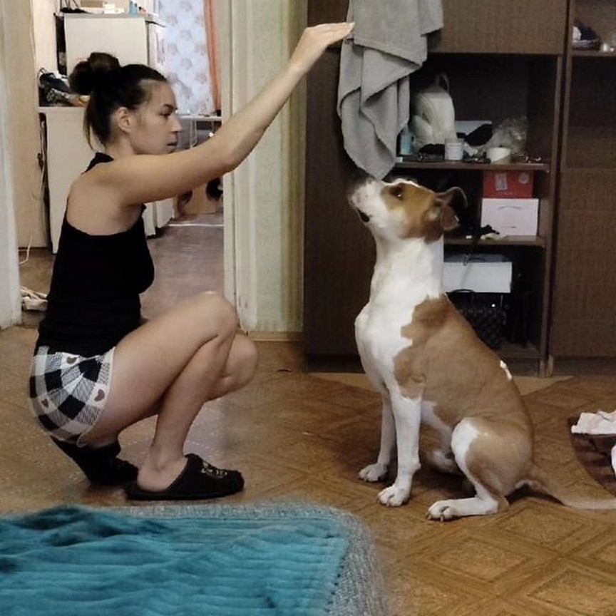 Стаффордширский терьер