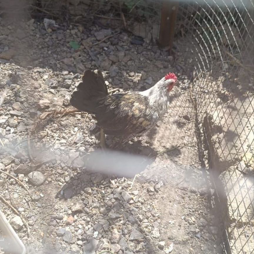 Петухи бентамки