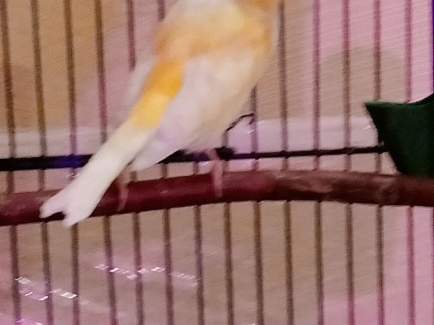 Канарейка,самочка