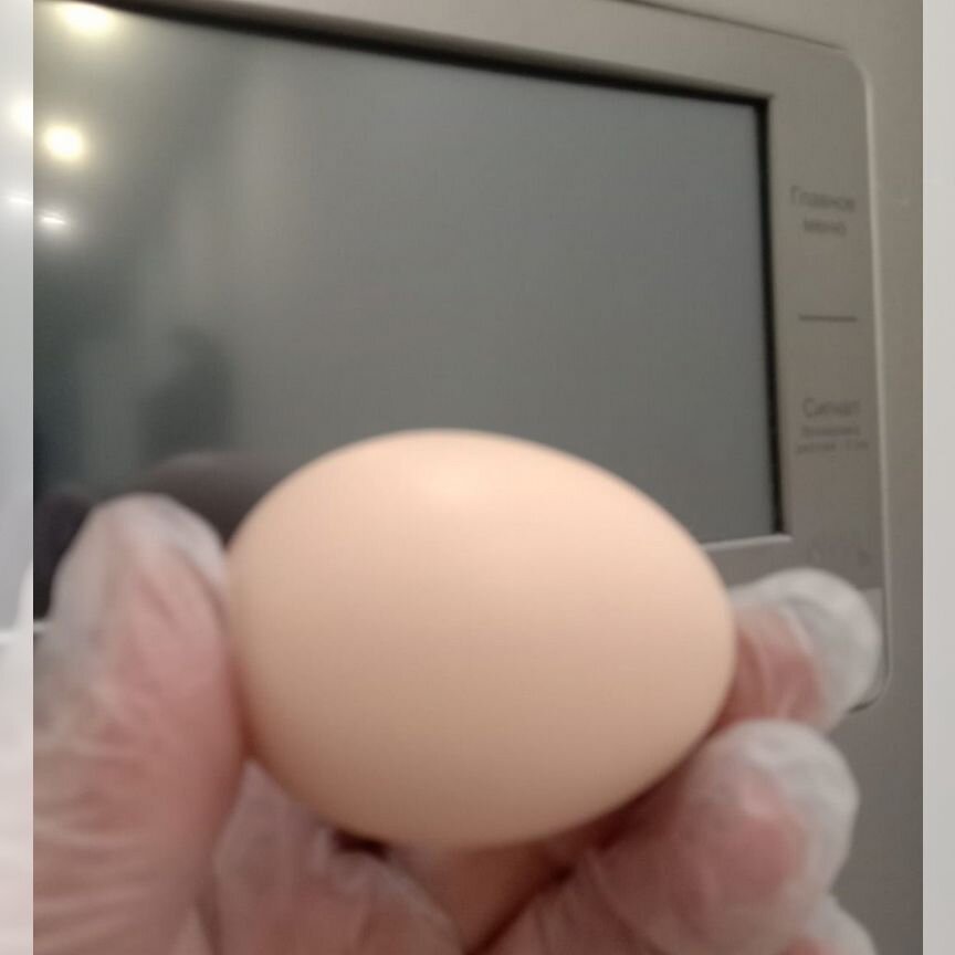 Инкубационное яйцо бройлера