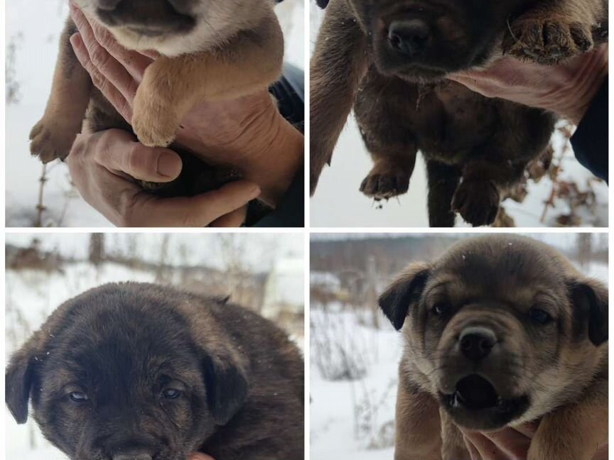 Собака в добрые руки отдам бесплатно