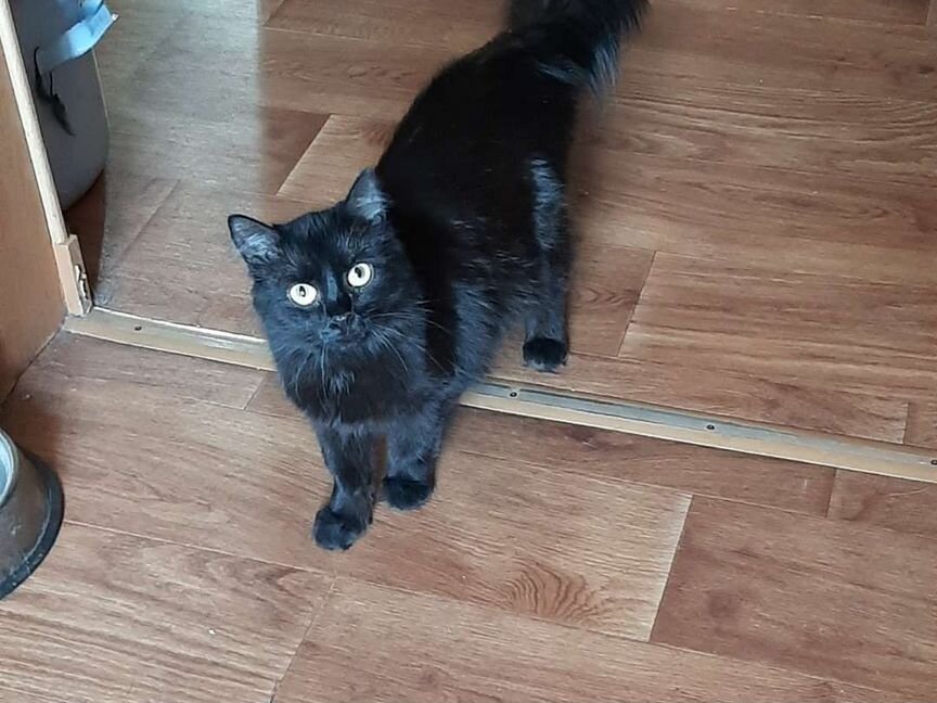 Кошка