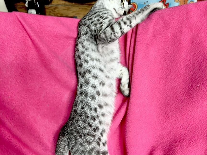 Саванна серебро