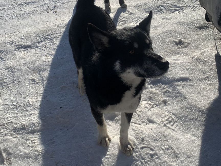 Отдам в добрые руки