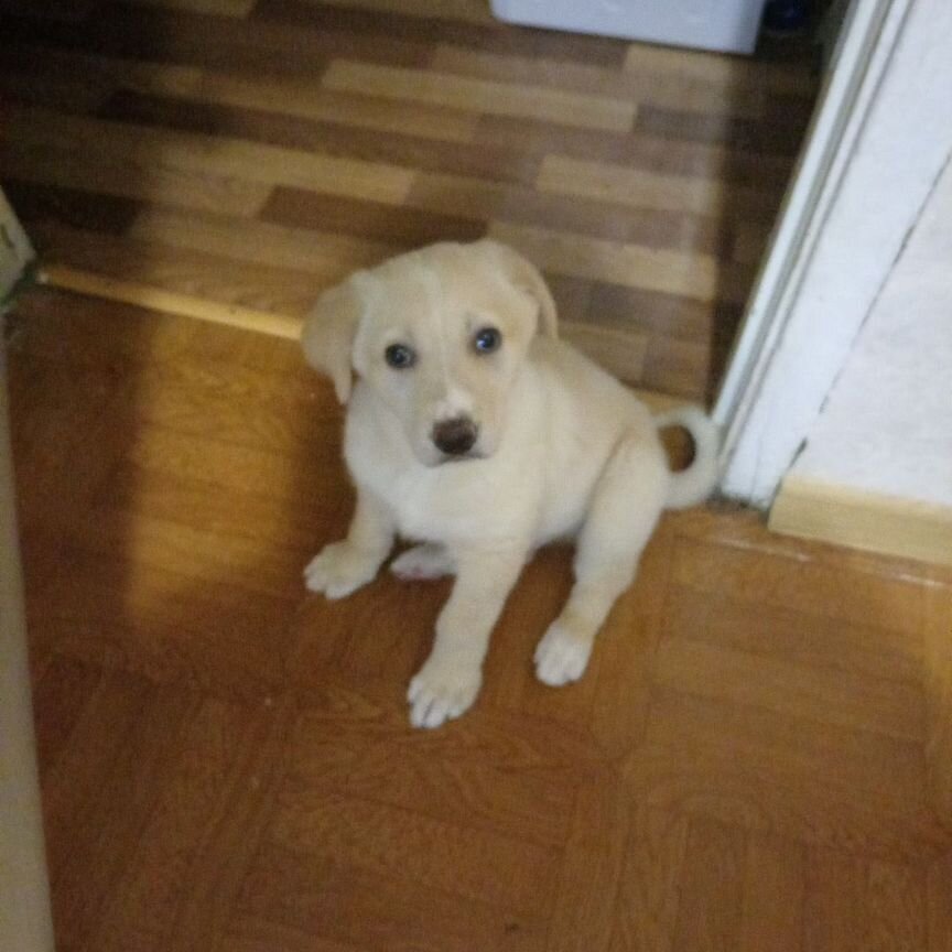 Домашние животные собаки щенок бесплатно