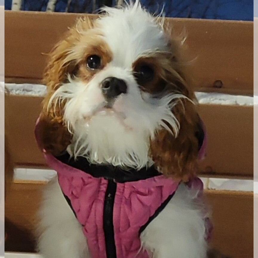 Кавалер кинг-чарльз-спаниель, щенок