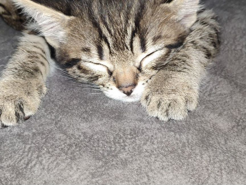 Кошка