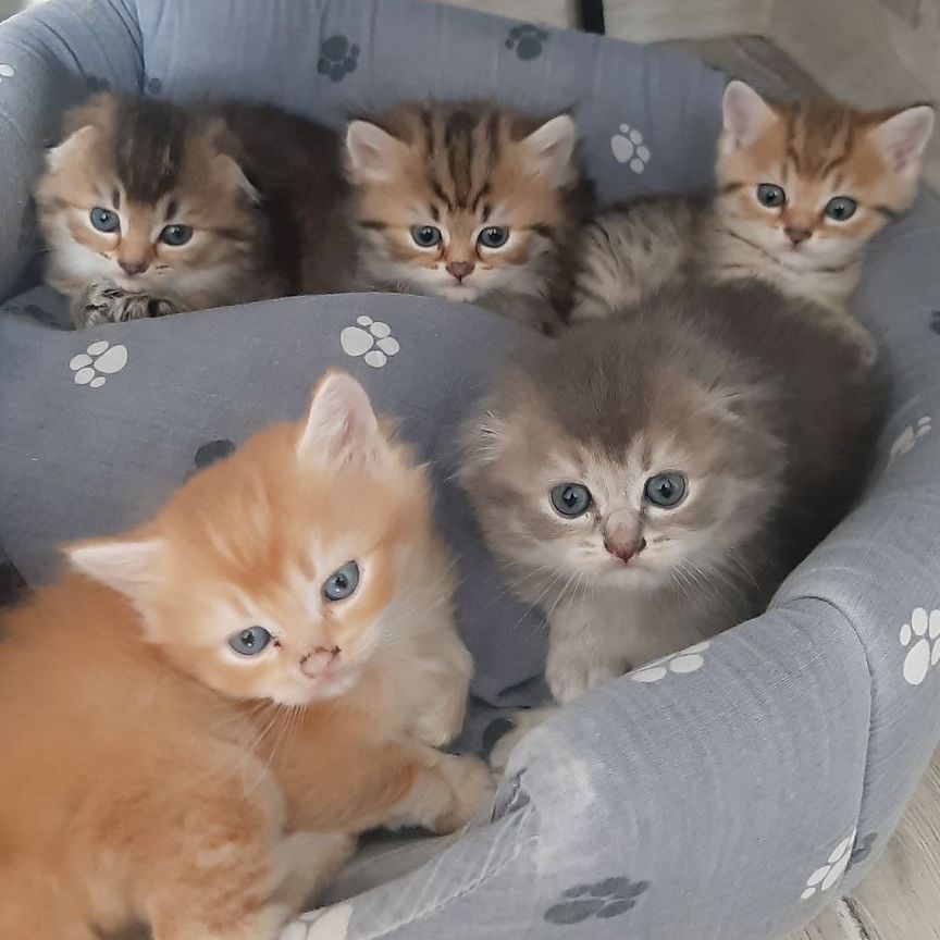 Шотландские вислоухие котята