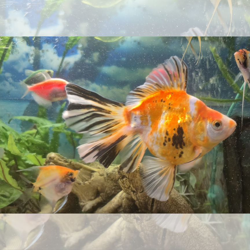 Аквариум, аквариумные рыбки