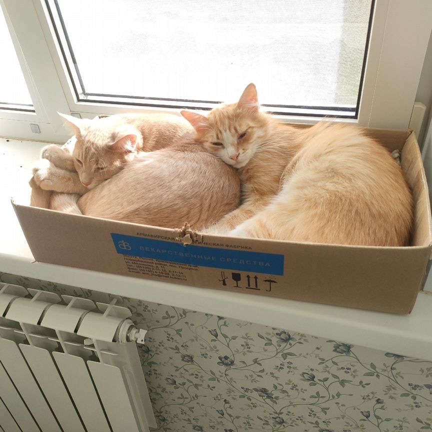 Рыжие котики в добрые руки