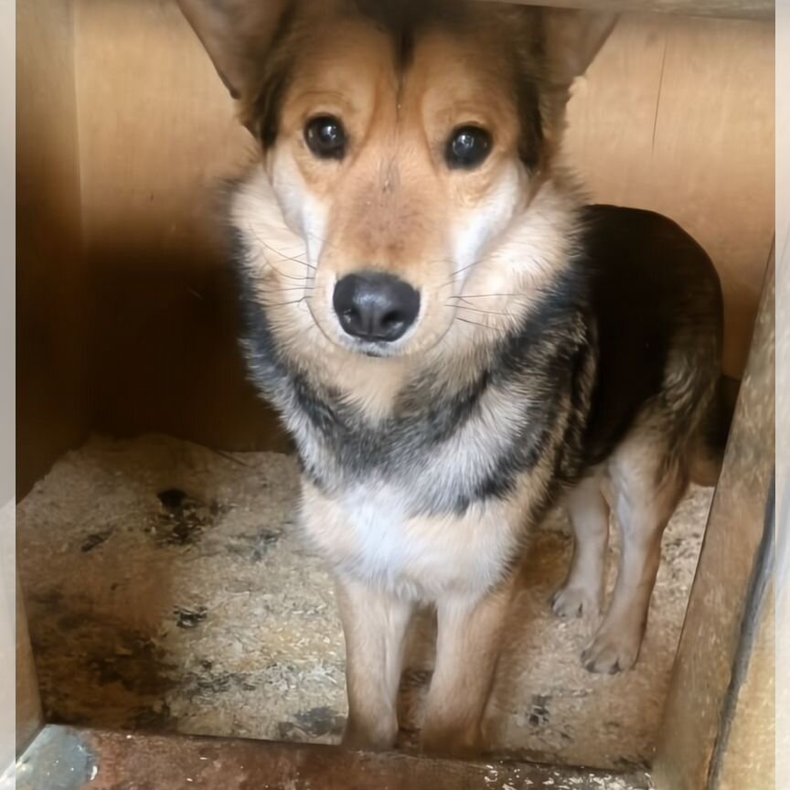 Взрослый пёс в добрые руки