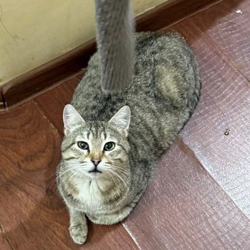 Европейская короткошёрстная, взрослая кошка