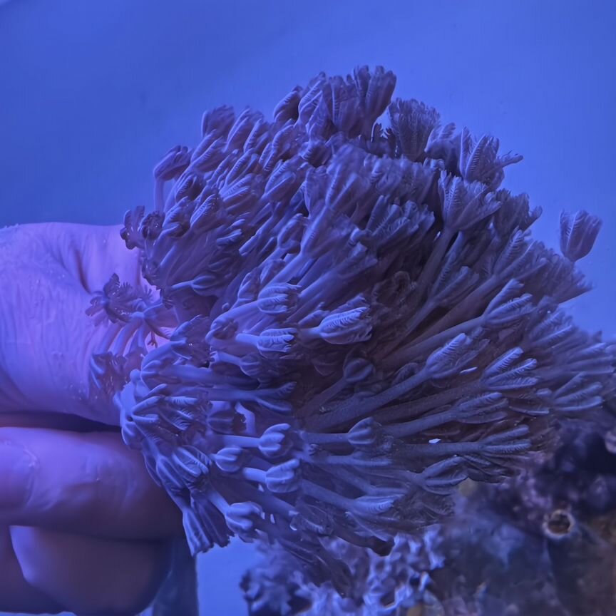 Морские кораллы в морской аквариум