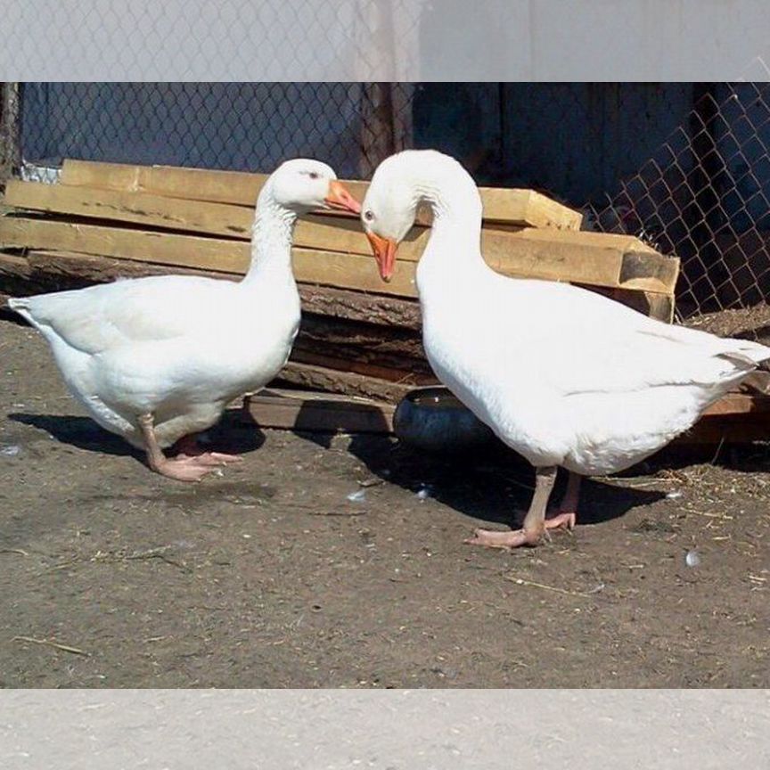 Гусята Датский Легарт