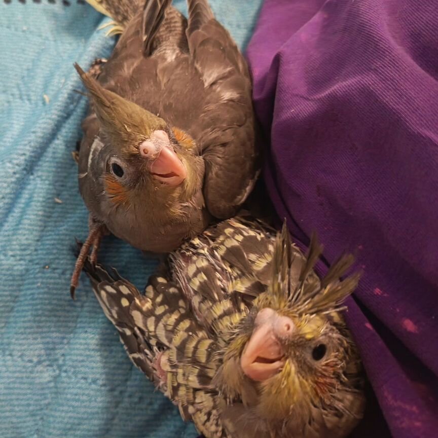 Попугай корелла птенецы