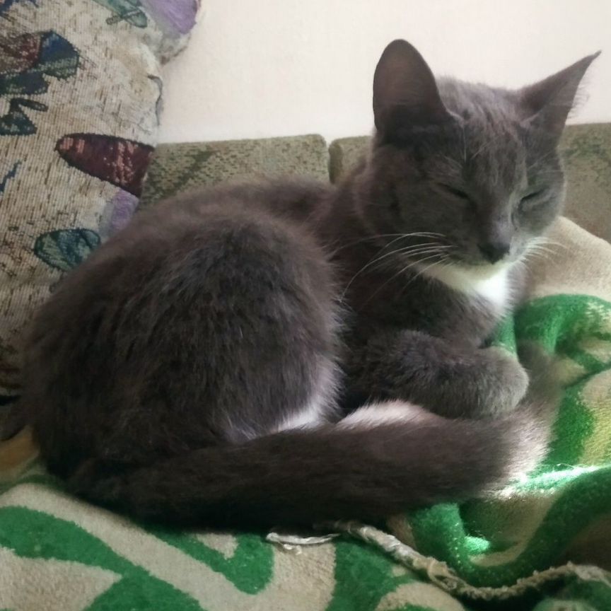 Отдам кошку в добрые руки