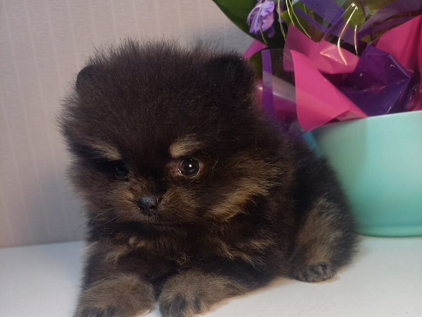 Девочки минички