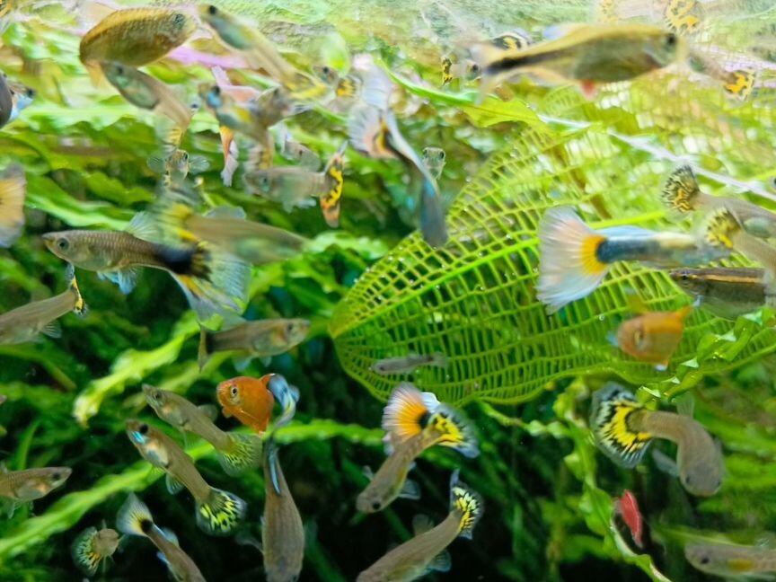 Гуппи , тигрята "