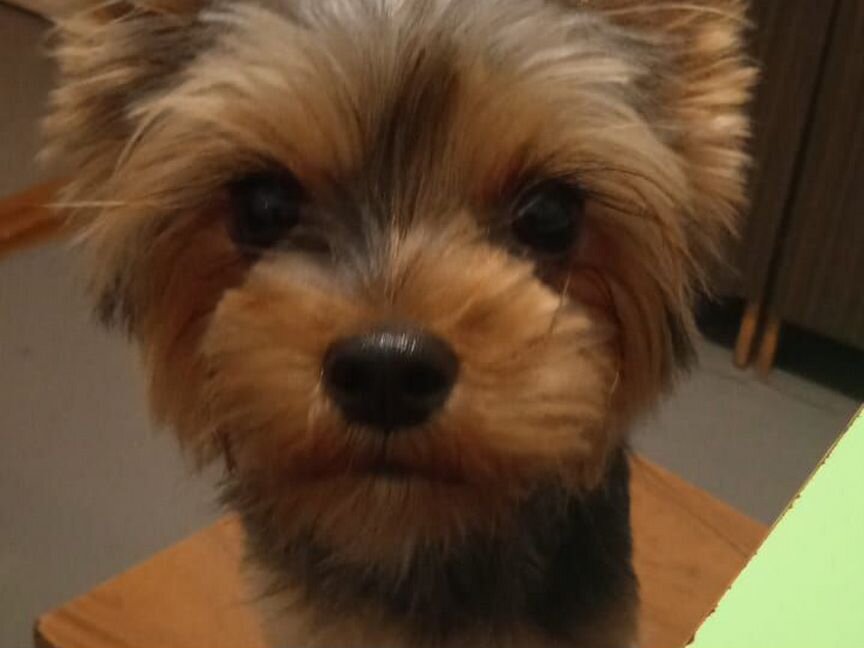 Йоркширский терьер