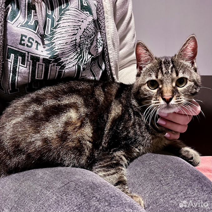 Кошечка Стася (9 мес) очень умная