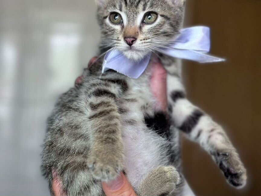 Заберите котёнка из приюта