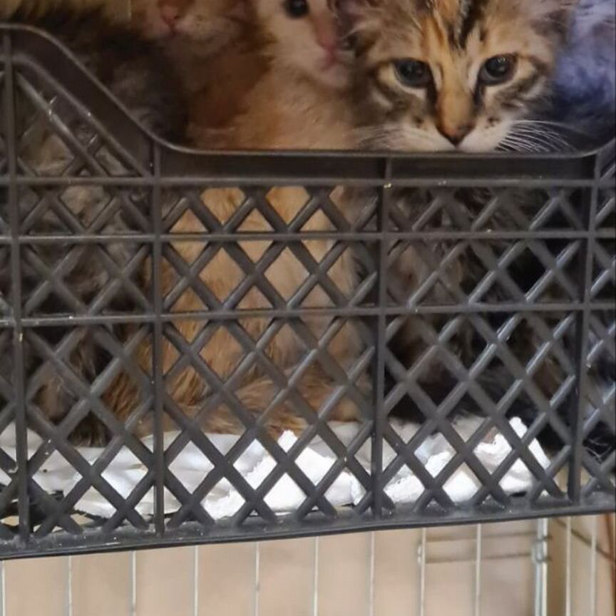 Котята в добрые руки