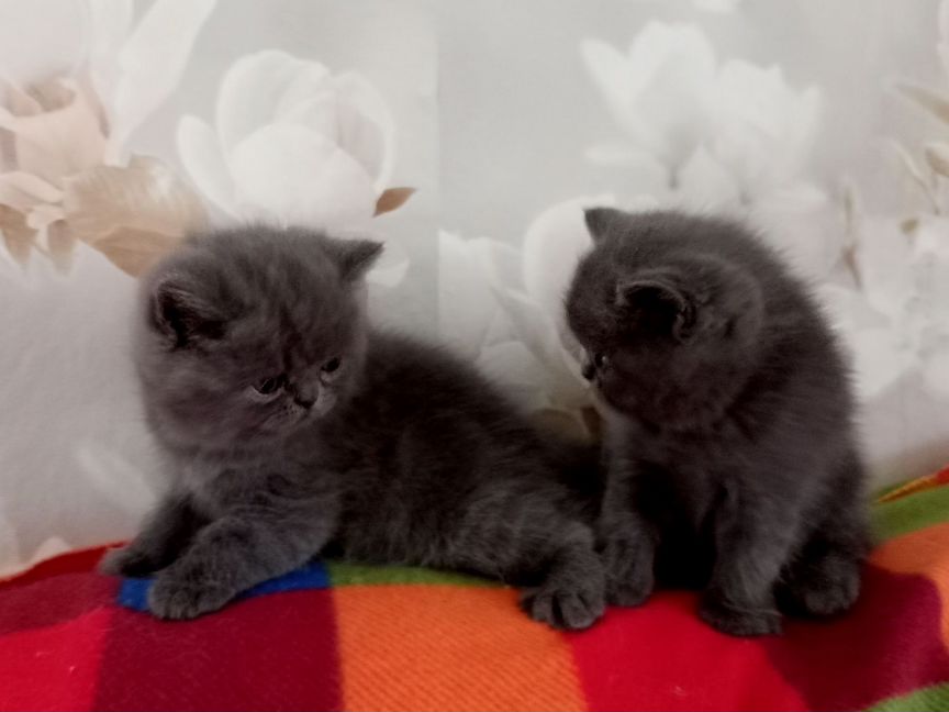 Британские котята