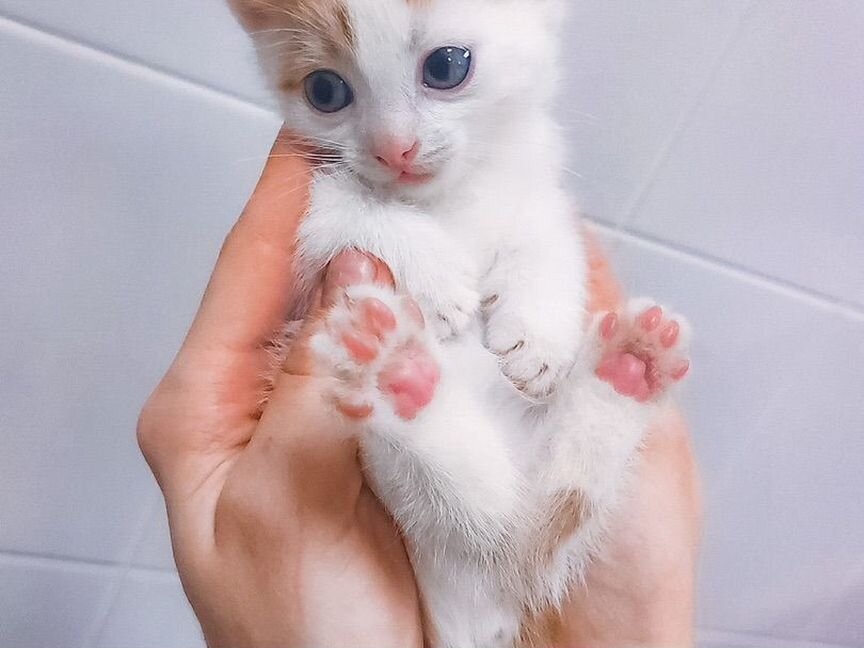 Белые котята в добрые руки