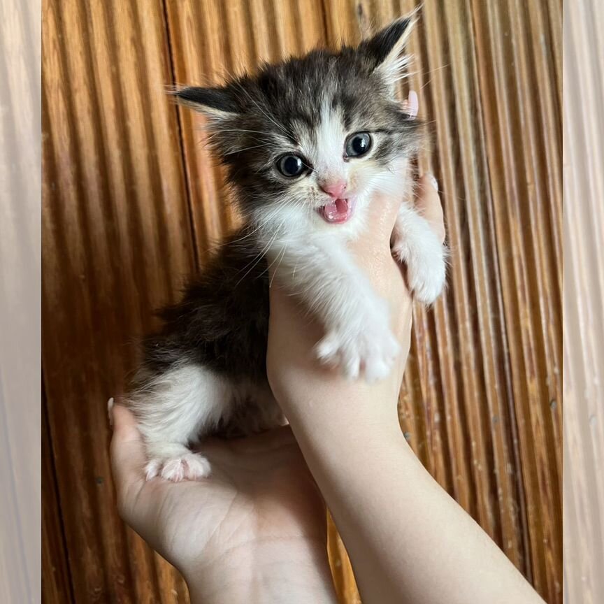 Котёнок в добрые руки