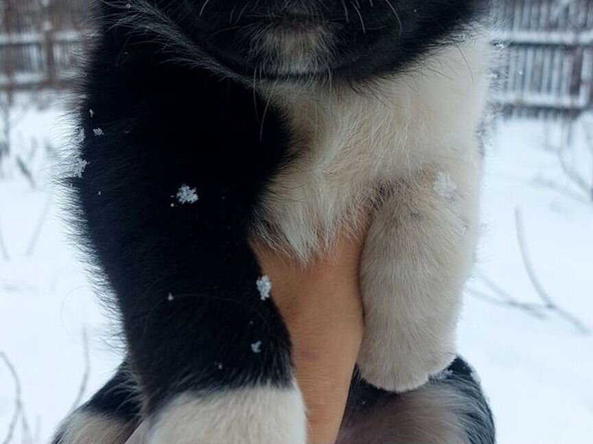 Щенок 1 месяц ищет хозяина.Овчарка с охотничьей