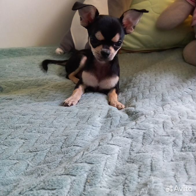 Чихуахуа mini мальчик