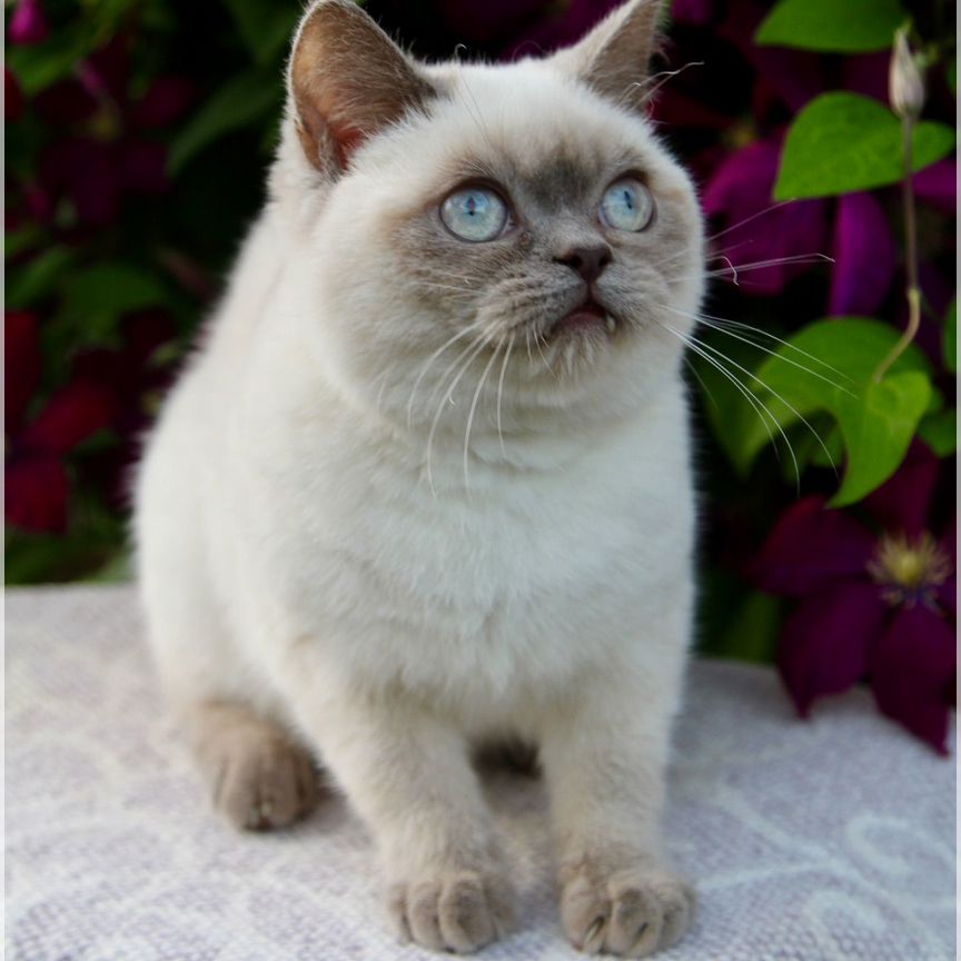 Шотландский прямоухий короткошёрстный котёнок