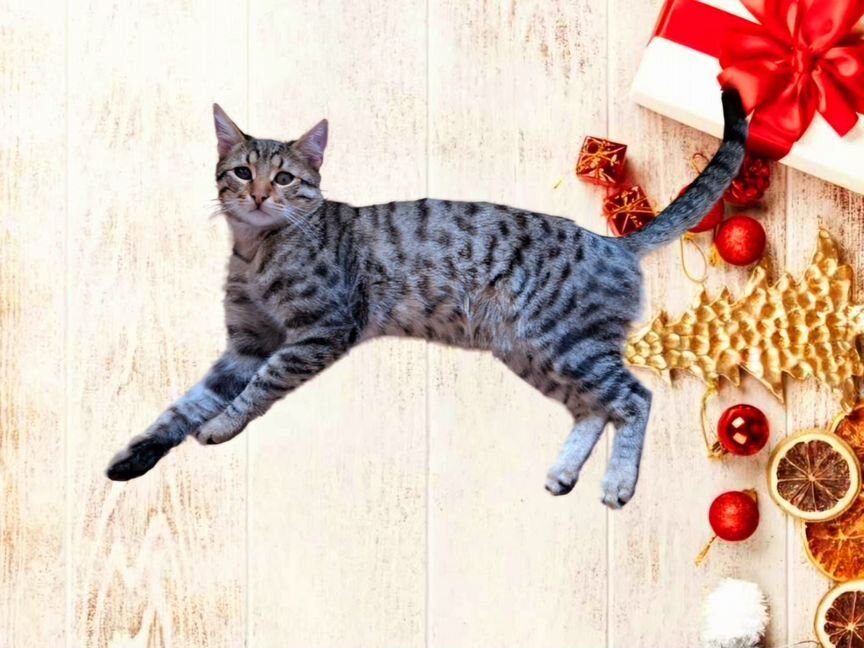 Котику с особенными глазками нужен дом