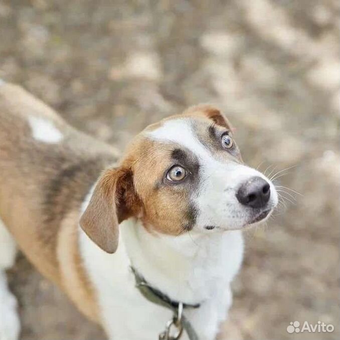 Молодой пёс Муфаса в терпеливые руки