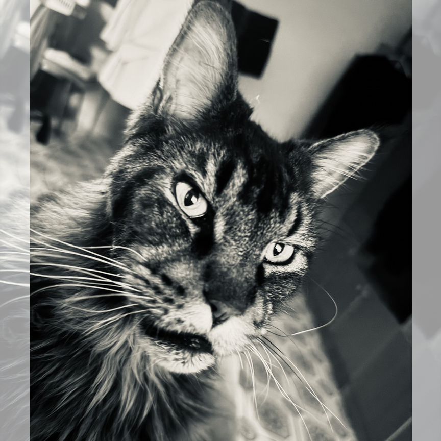 Кот мейн-кун