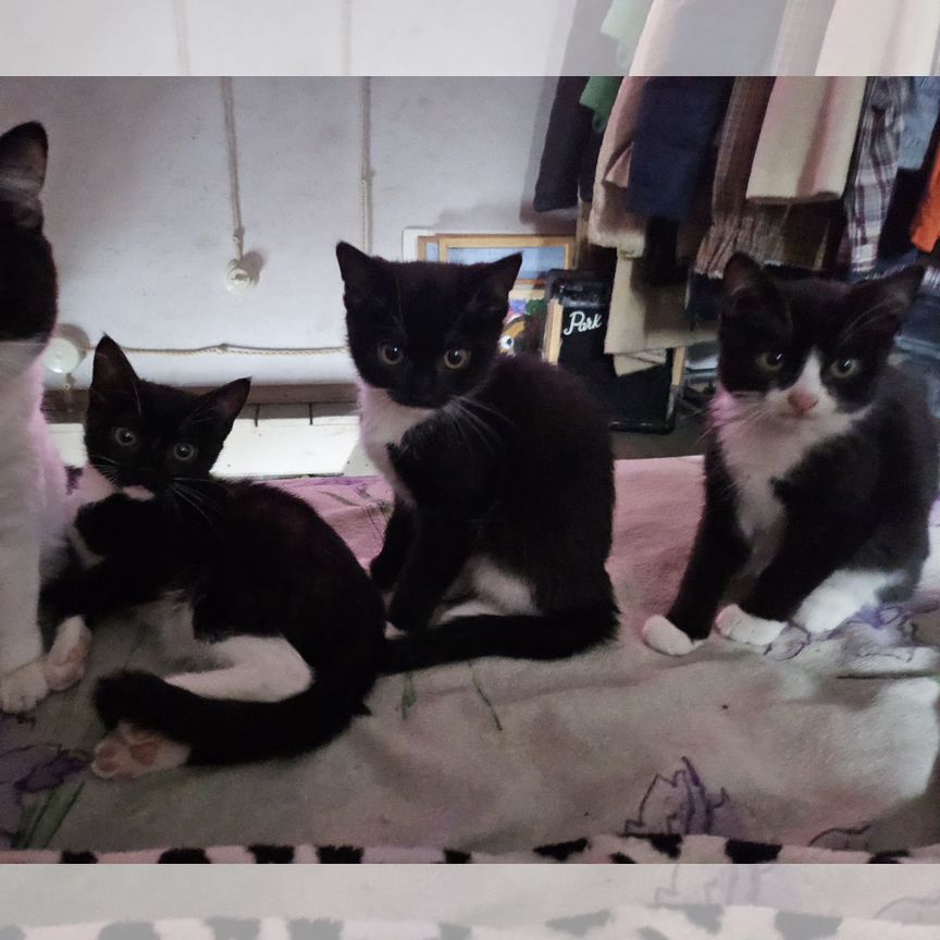 Котёнок от частного владельца