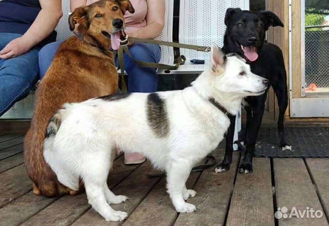 Маленькая собачка ищет дом