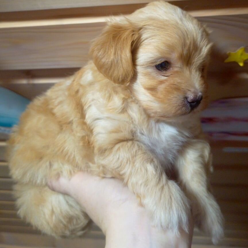 Мальтипу, щенок